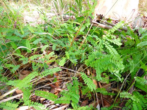 Gidgee Gidgee - Bushland Conservation Management