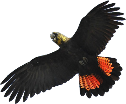 Glossy Black Cockatoo Conservation Sunshine Coast - Bushland ...